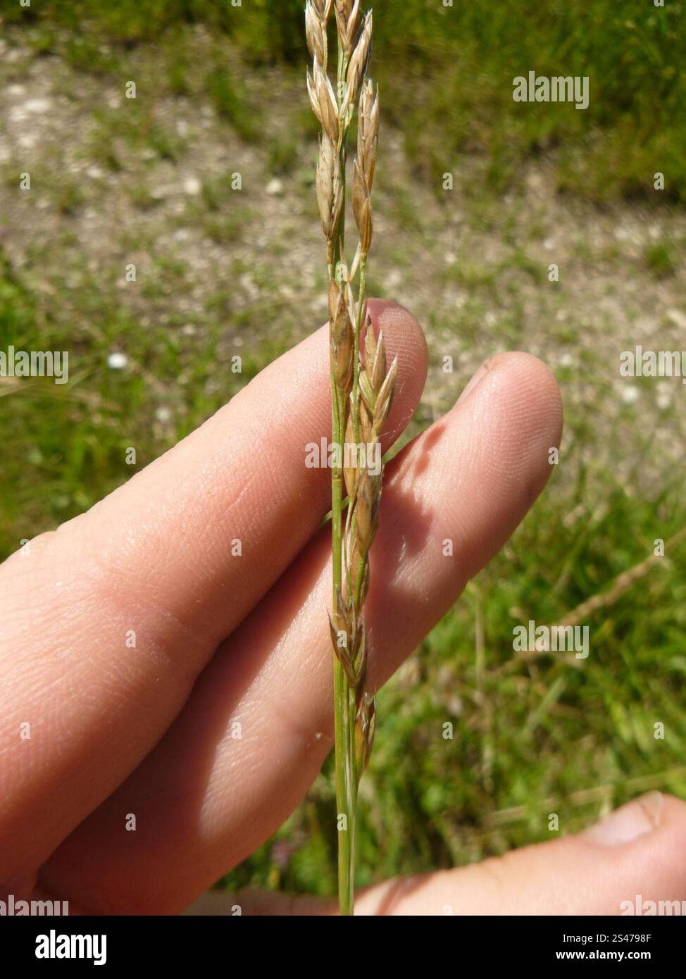 tall fescue (Lolium arundinaceum Stock Photo - Alamy