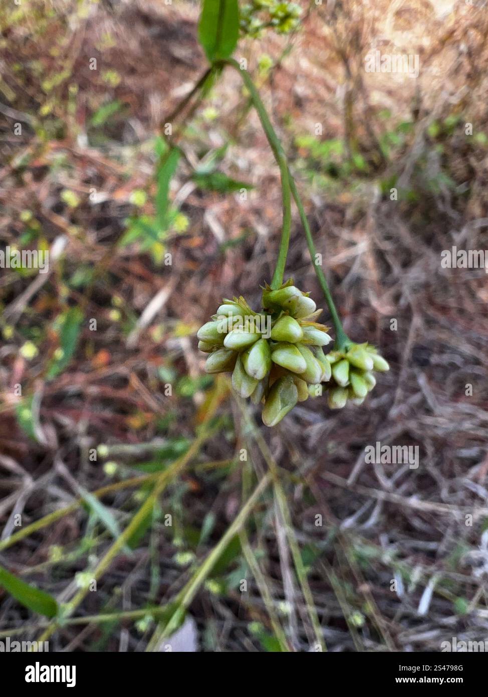 arrow-leaved tearthumb (Persicaria sagittata Stock Photo - Alamy