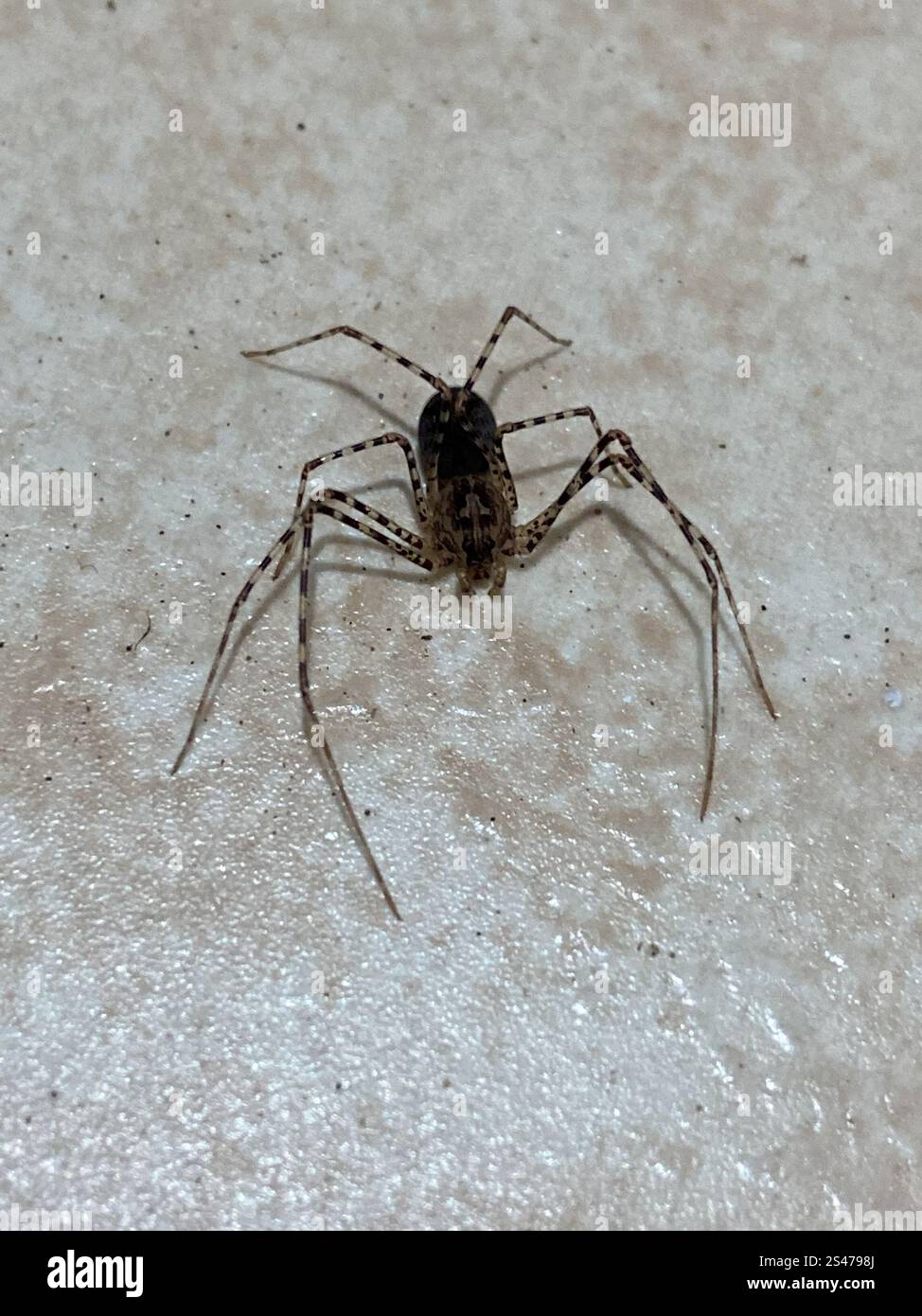 Globula hi-res stock photography and images - Alamy