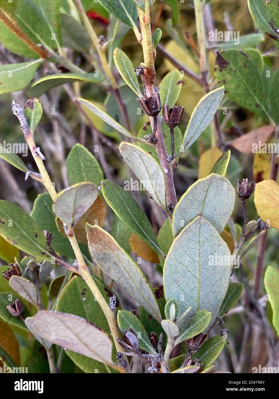 coastal plain staggerbush (Lyonia fruticosa Stock Photo - Alamy