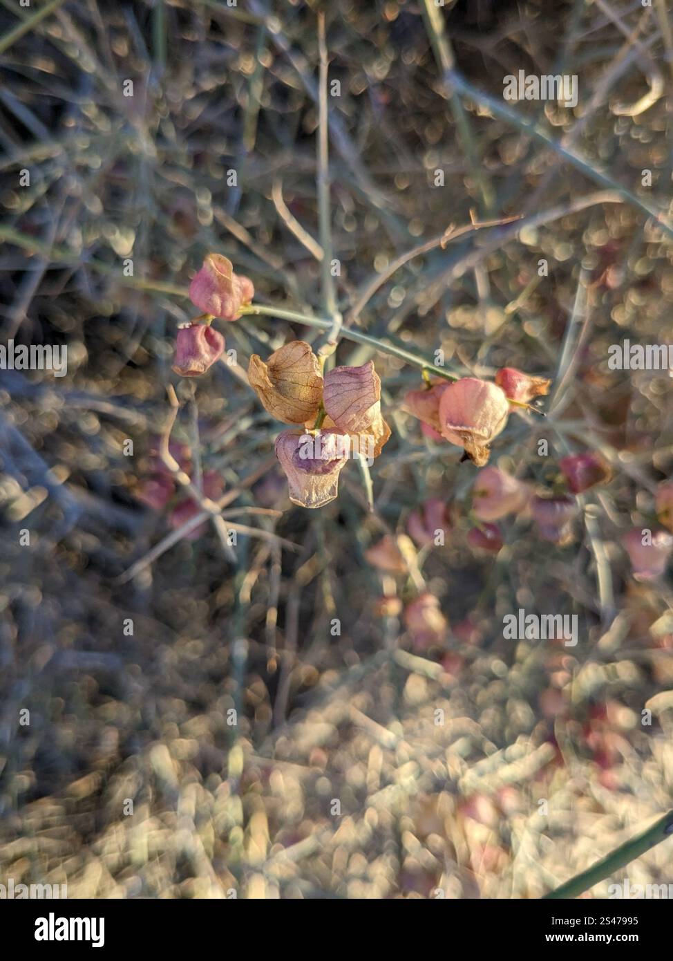 Paperbag Bush (Scutellaria mexicana Stock Photo - Alamy
