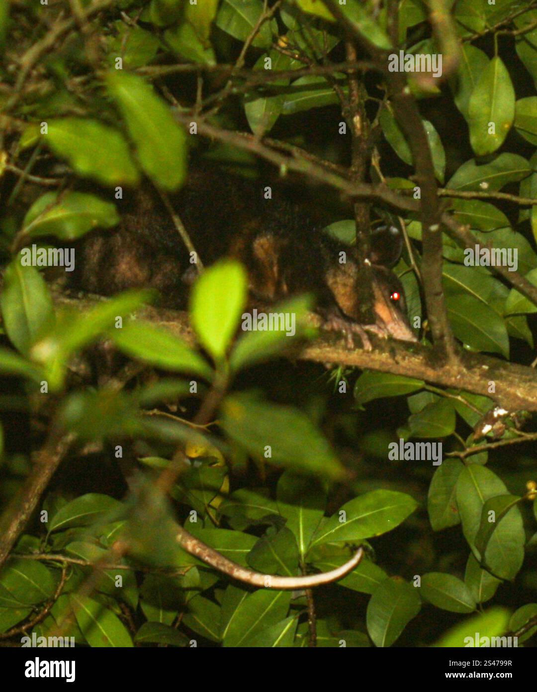 Southern Opossum (Didelphis marsupialis Stock Photo - Alamy