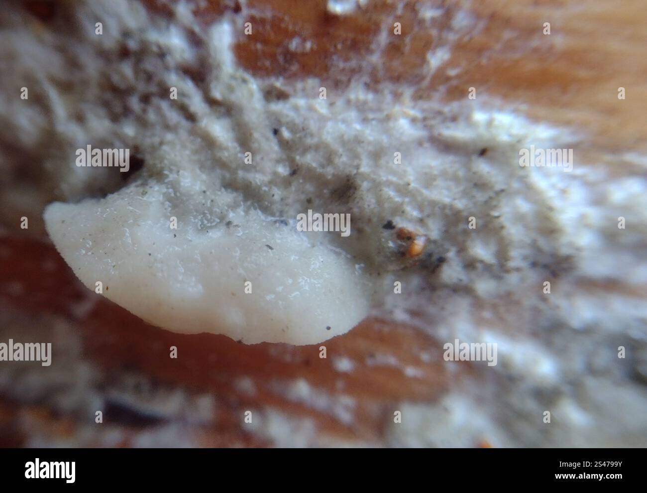 split porecrust (Xylodon paradoxus Stock Photo - Alamy