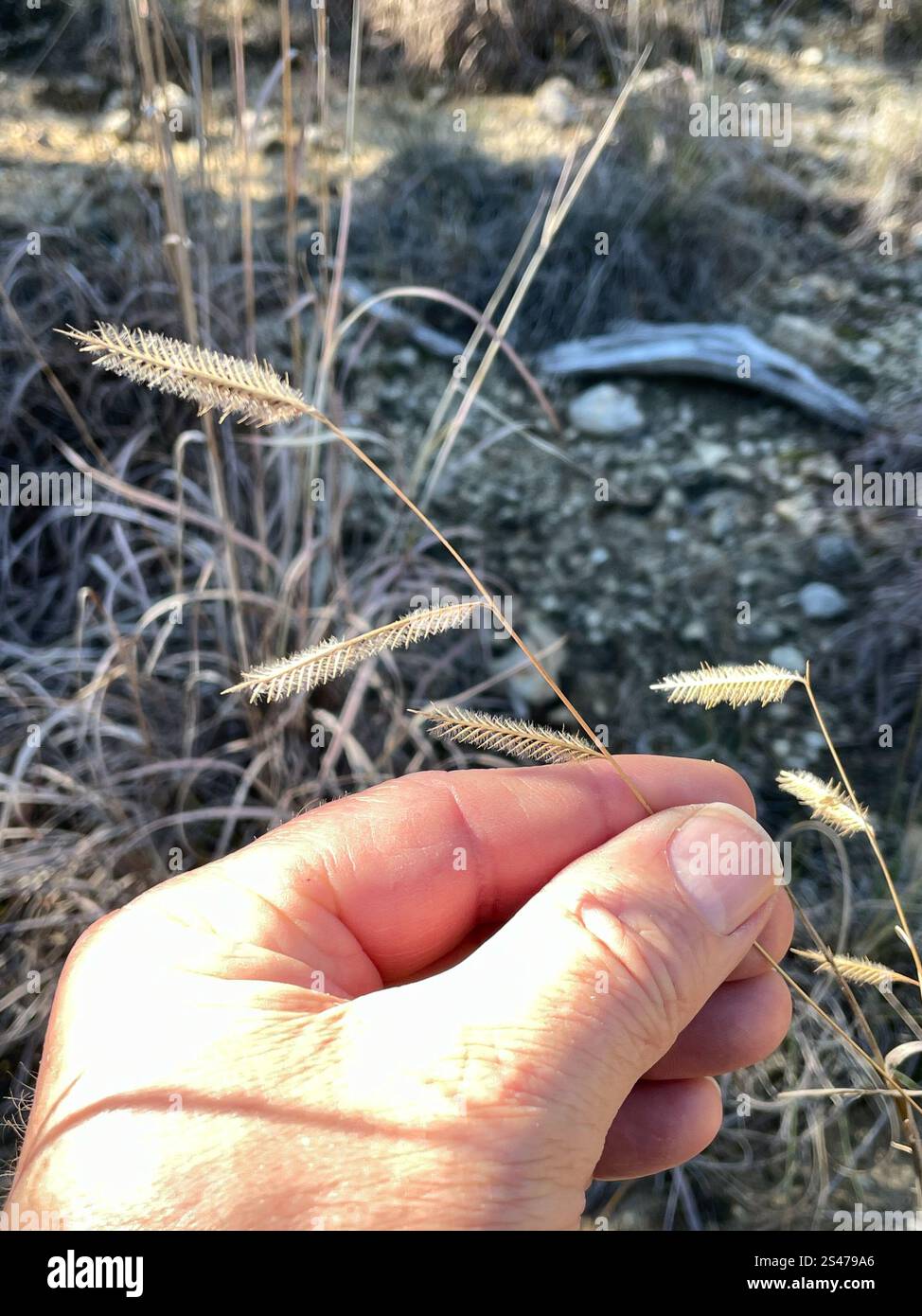 tall grama (Bouteloua pectinata Stock Photo - Alamy