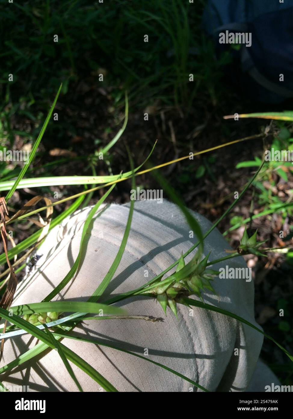 bladder sedge (Carex intumescens Stock Photo - Alamy