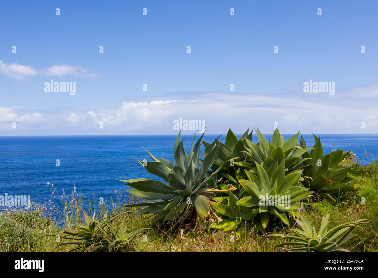 Agave attenuata or also known as Foxtail Agave Plants in Madeira island ...