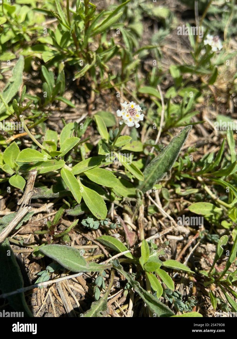 turkey tangle frogfruit (Phyla nodiflora Stock Photo - Alamy