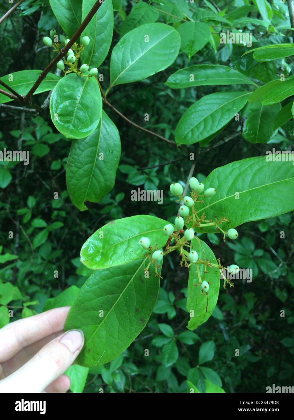 southern wild raisin (Viburnum nudum Stock Photo - Alamy