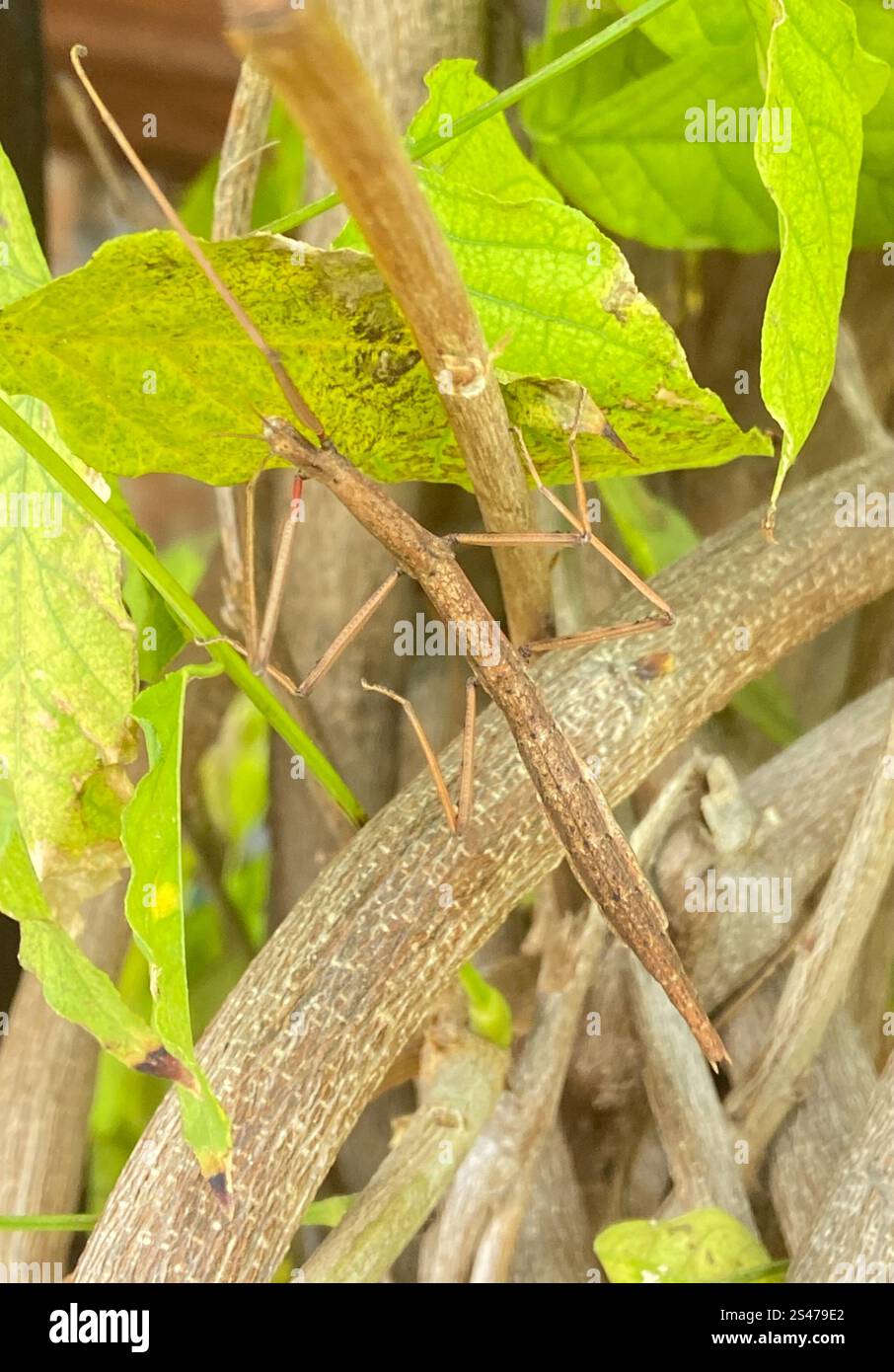 Stick Insects (Phasmida Stock Photo - Alamy