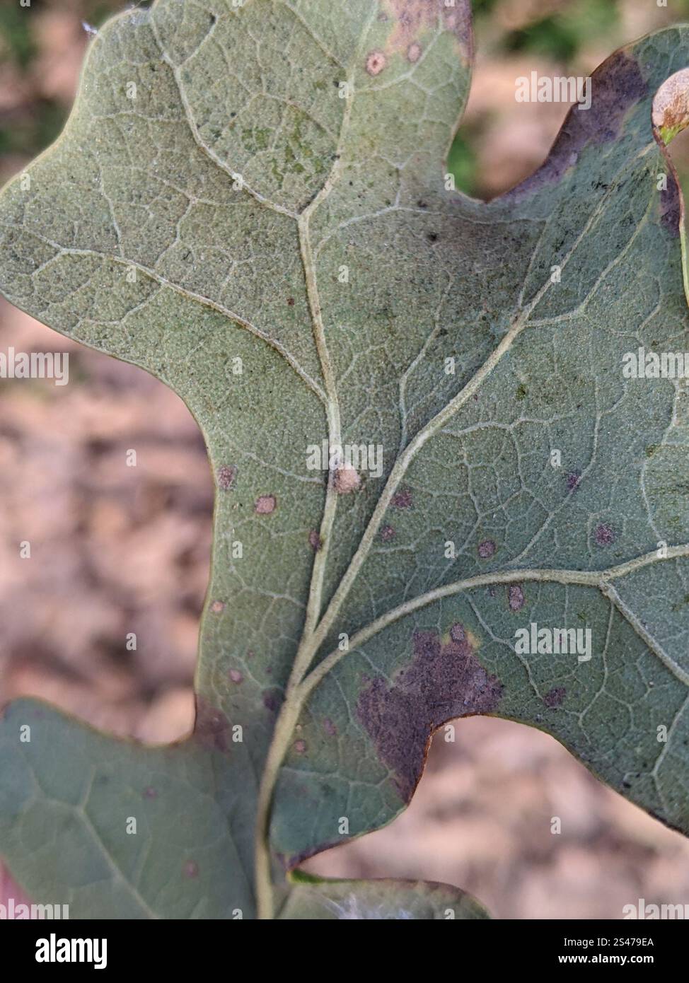 oak flake gall wasp (Neuroterus quercusverrucarum Stock Photo - Alamy