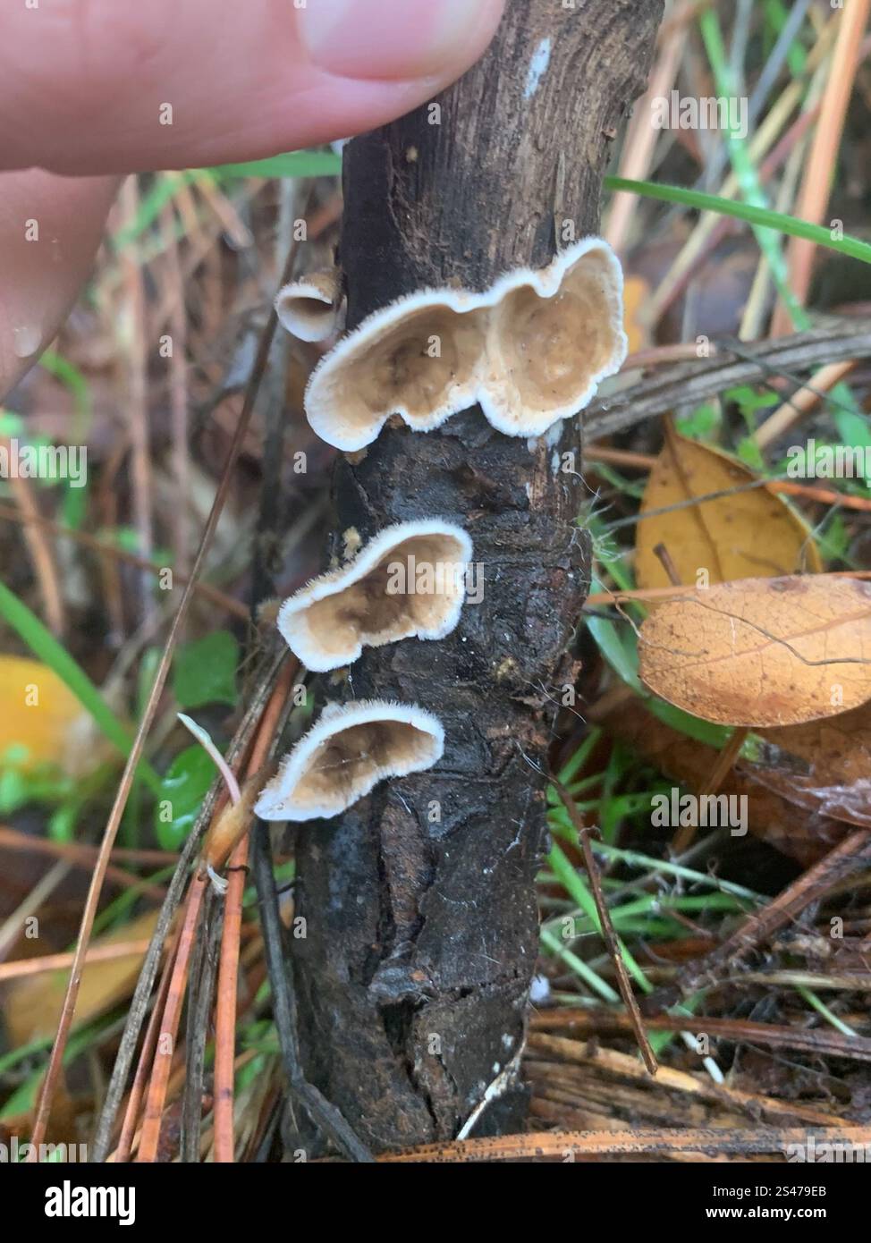 shelf fungi (Polyporales Stock Photo - Alamy