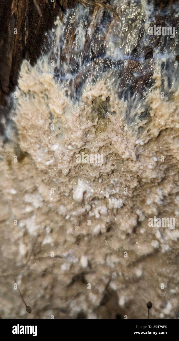 Tapioca Slime Mold (Brefeldia maxima Stock Photo - Alamy