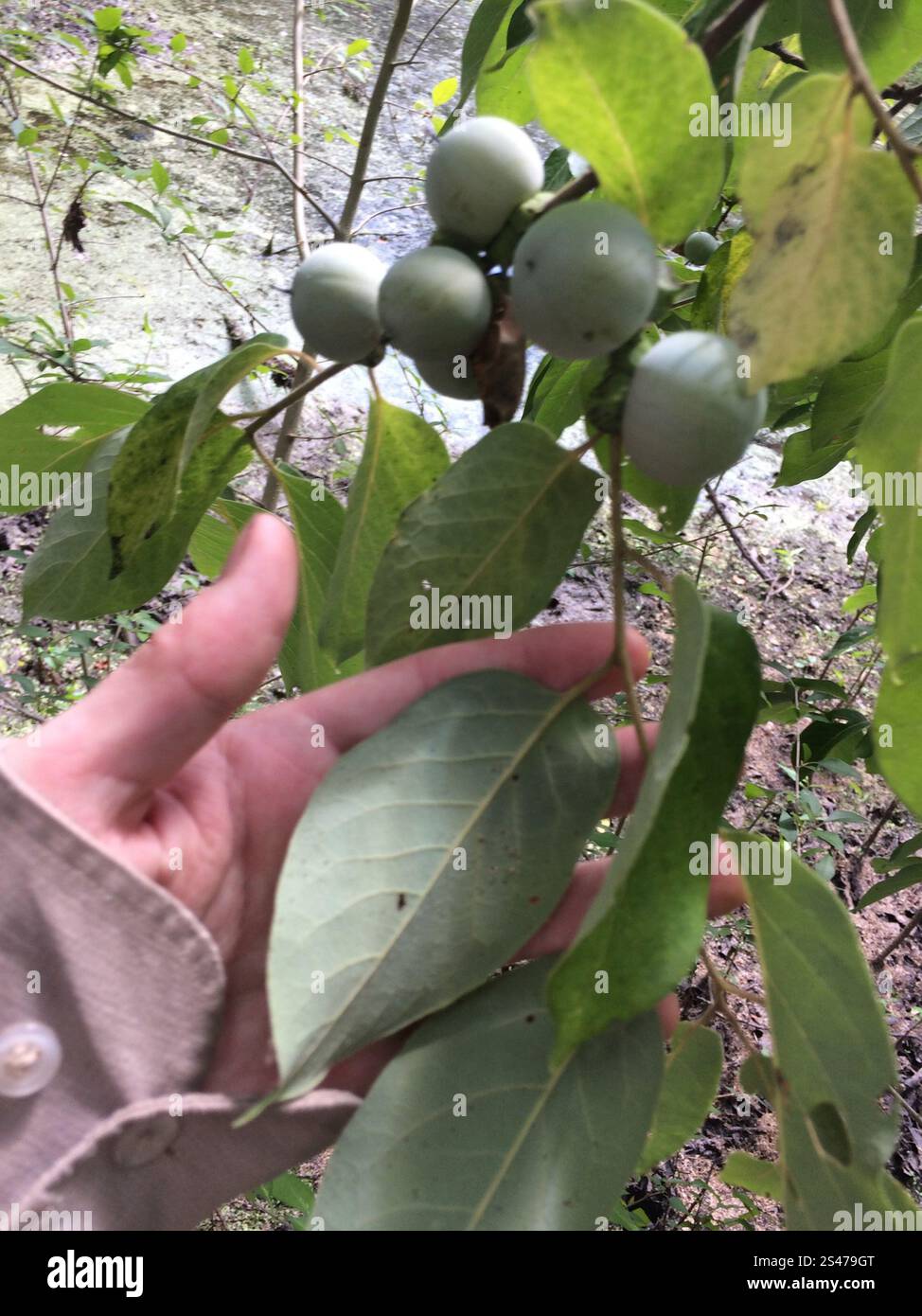American persimmon (Diospyros virginiana Stock Photo - Alamy