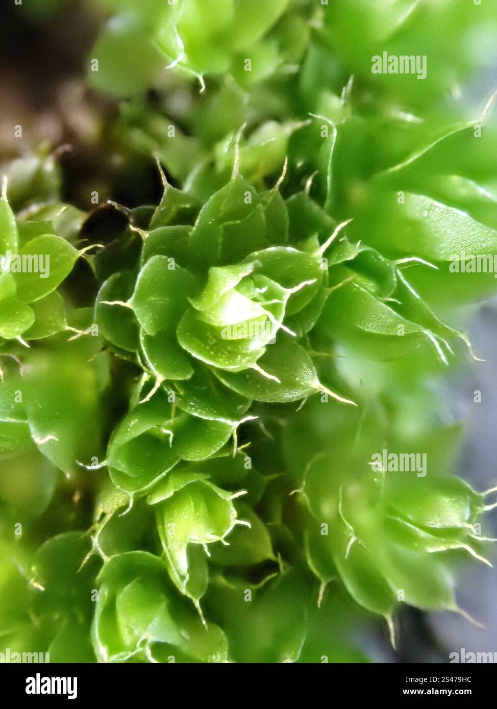 Capillary Thread-moss (Ptychostomum capillare Stock Photo - Alamy