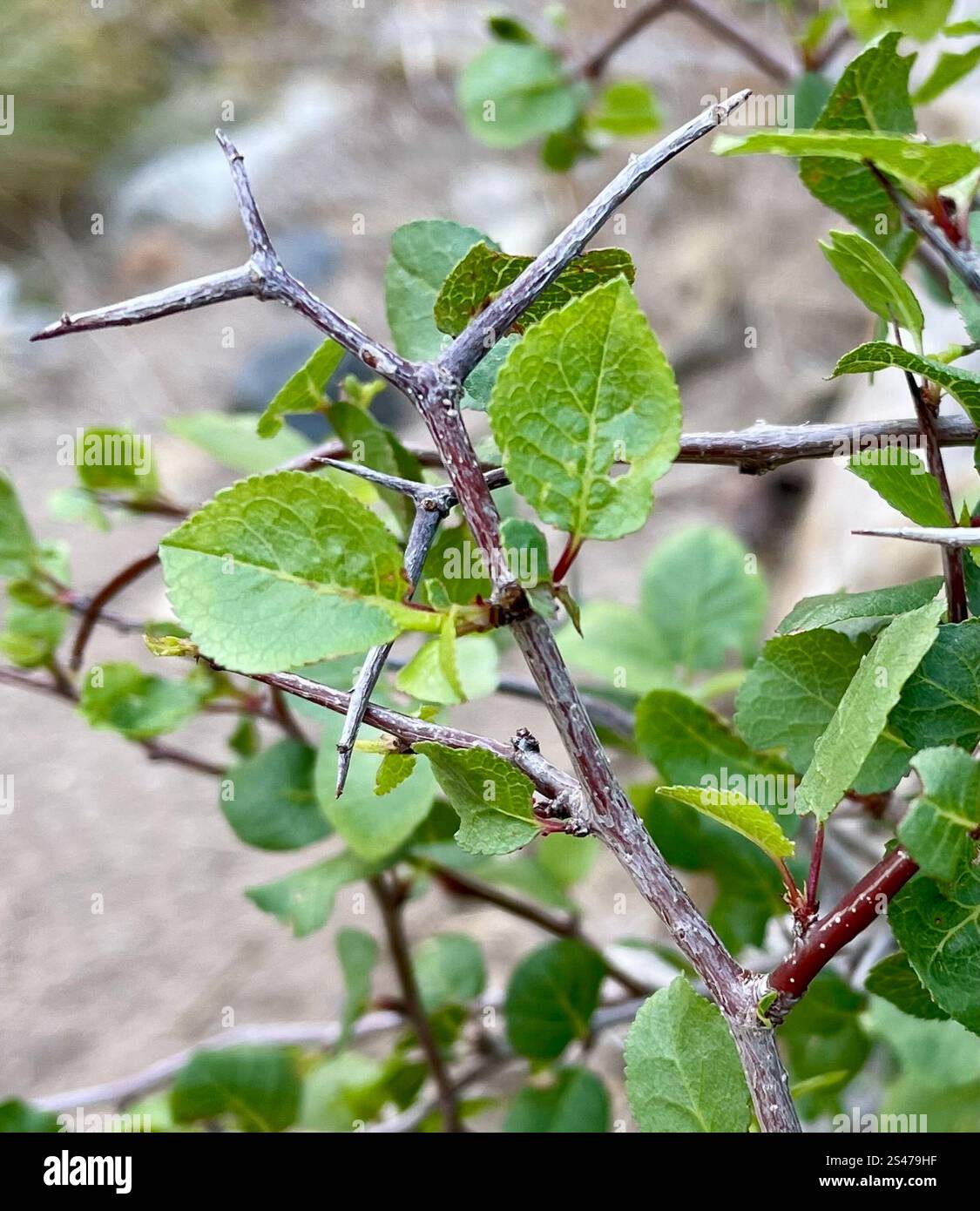 Desert Apricot (Prunus fremontii Stock Photo - Alamy