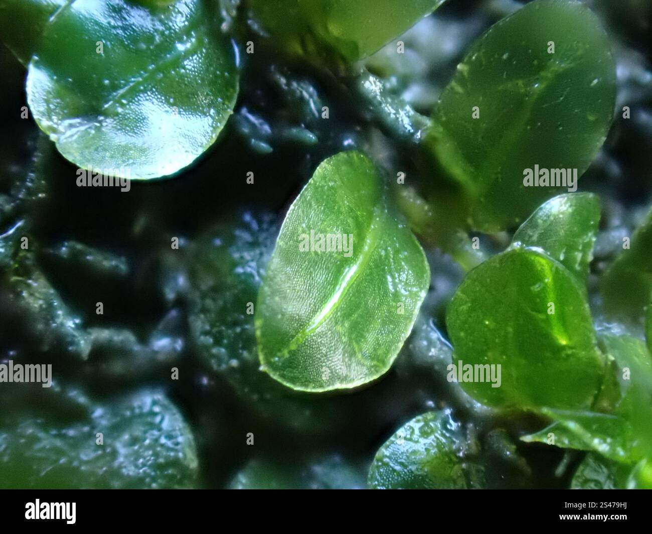 Long-beaked Thyme-moss (Plagiomnium rostratum Stock Photo - Alamy