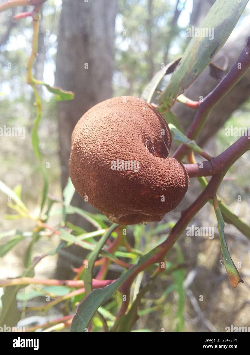 wattle gall rusts (Uromycladium Stock Photo - Alamy