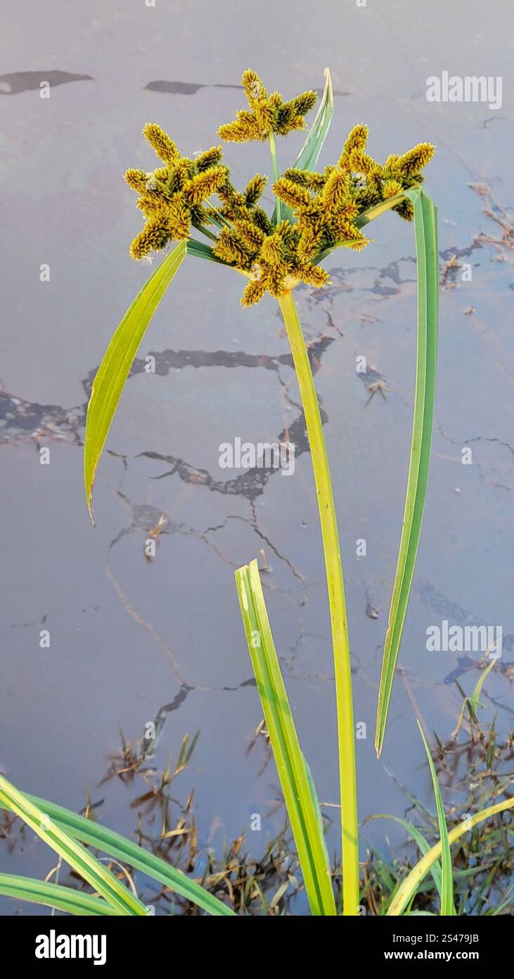 Fragrant flatsedge (Cyperus odoratus Stock Photo - Alamy