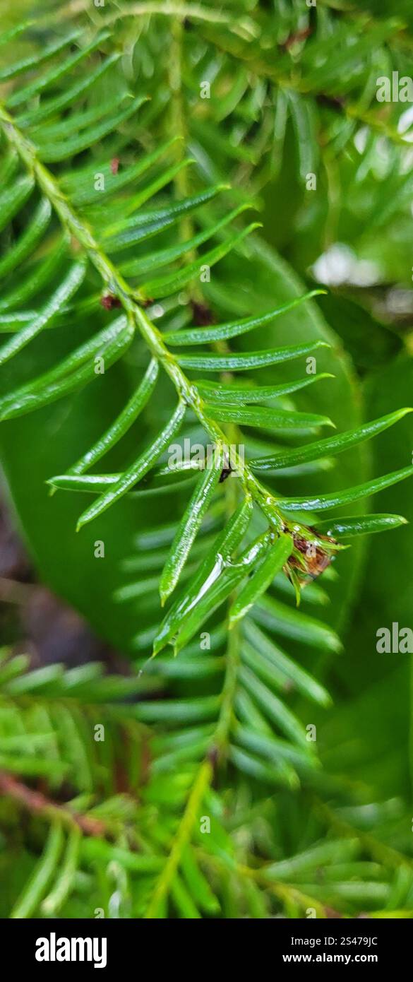 Pacific yew (Taxus brevifolia Stock Photo - Alamy