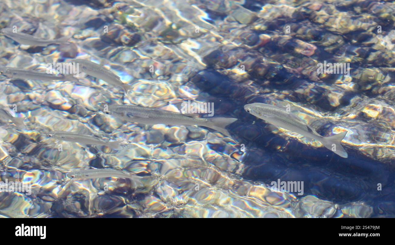 White Mullet (Mugil curema Stock Photo - Alamy