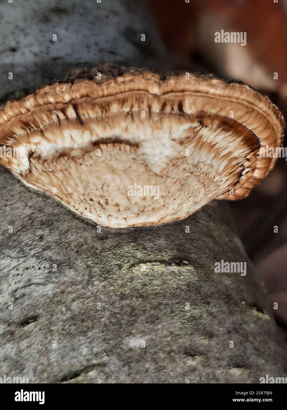 Thin-walled Maze Polypore (Daedaleopsis confragosa Stock Photo - Alamy