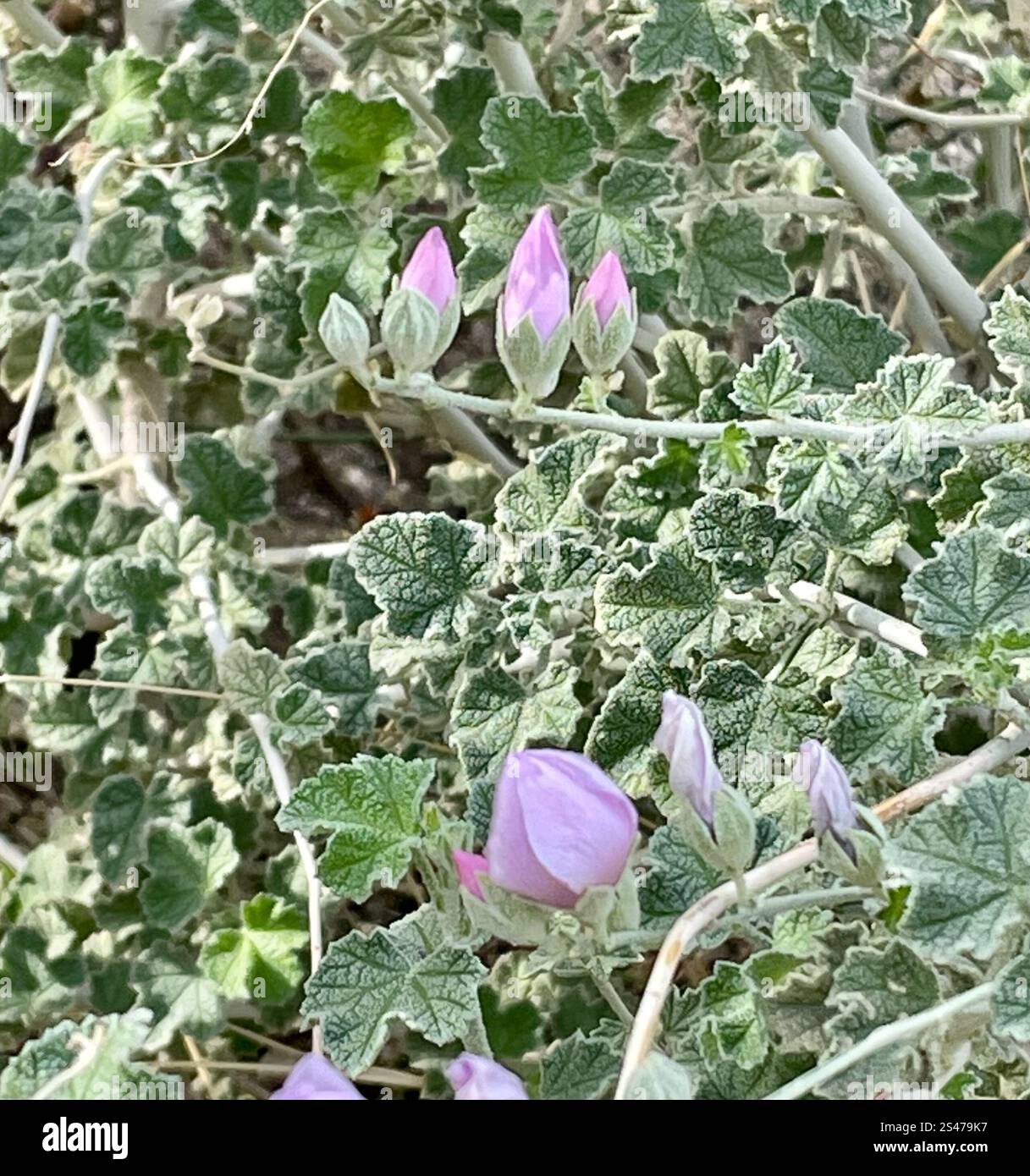 southern coastal bushmallow (Malacothamnus fasciculatus Stock Photo - Alamy