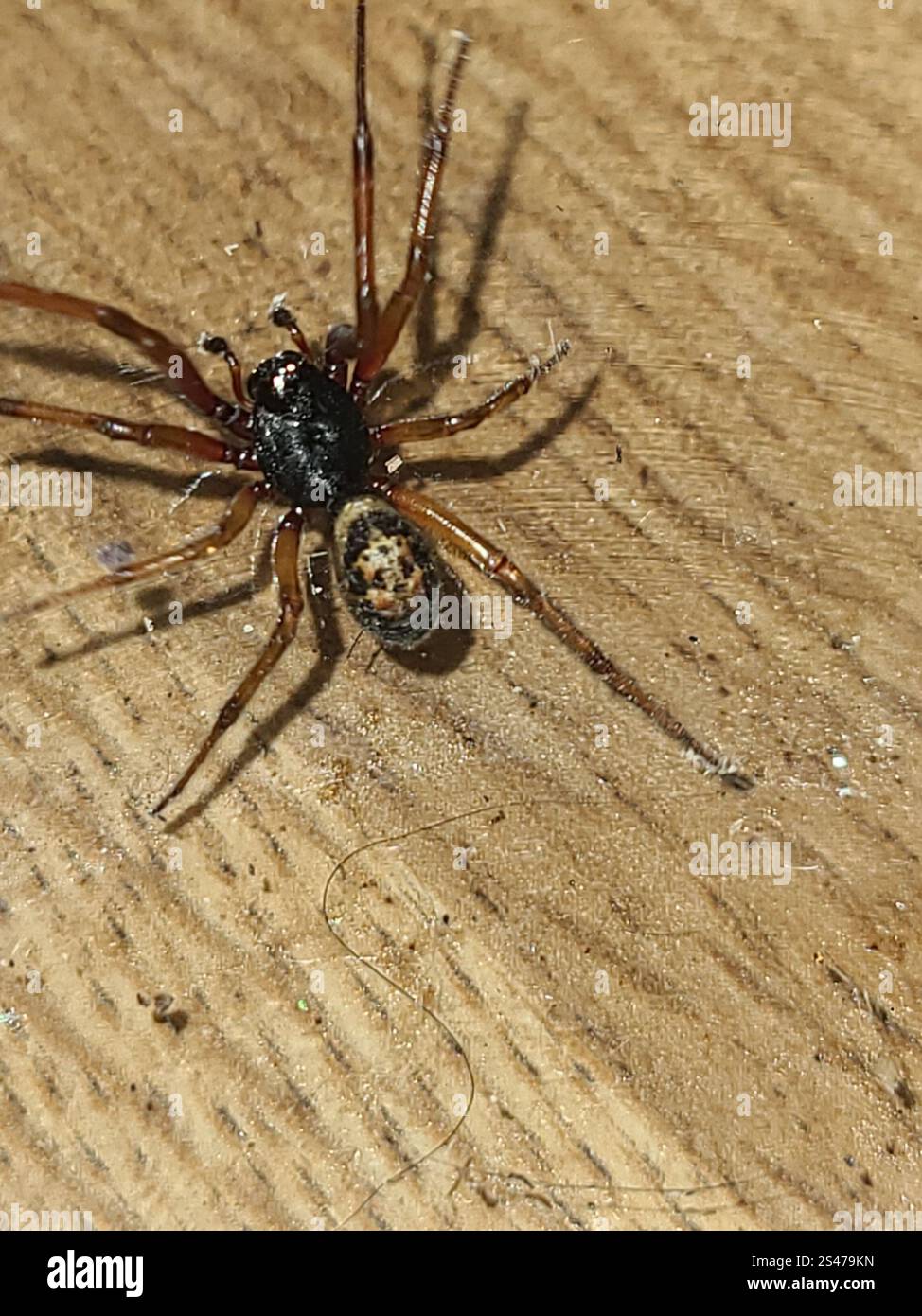 Noble False Widow (Steatoda nobilis Stock Photo - Alamy