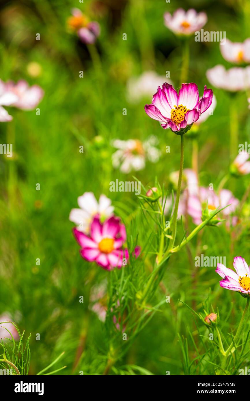 Soft focus cosmos bipinnatus hi-res stock photography and images - Alamy