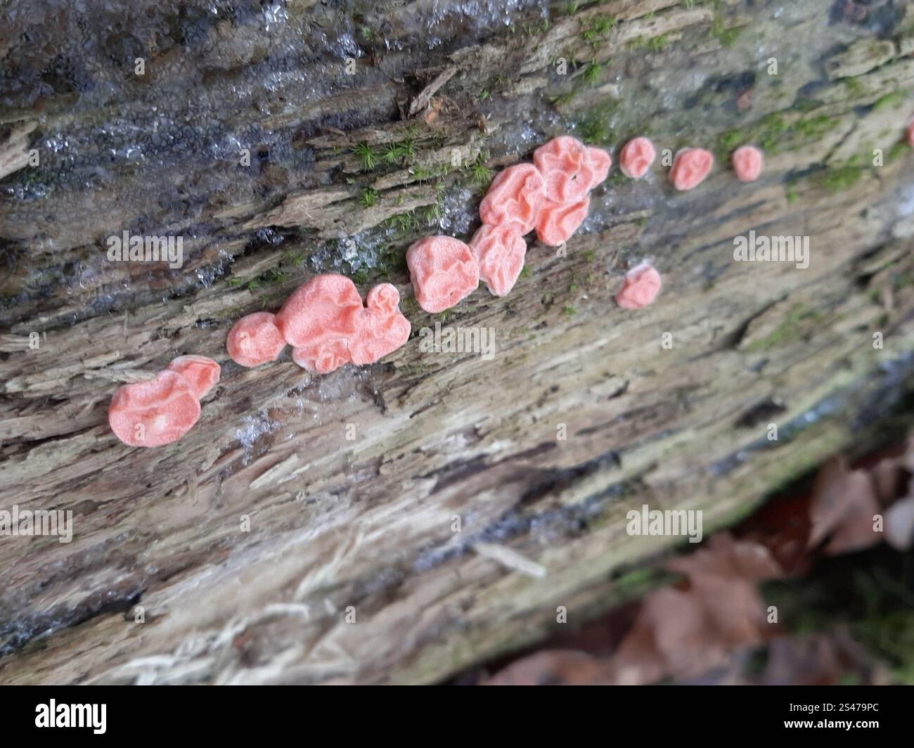 Red Tree Brain Fungus (Peniophora rufa Stock Photo - Alamy