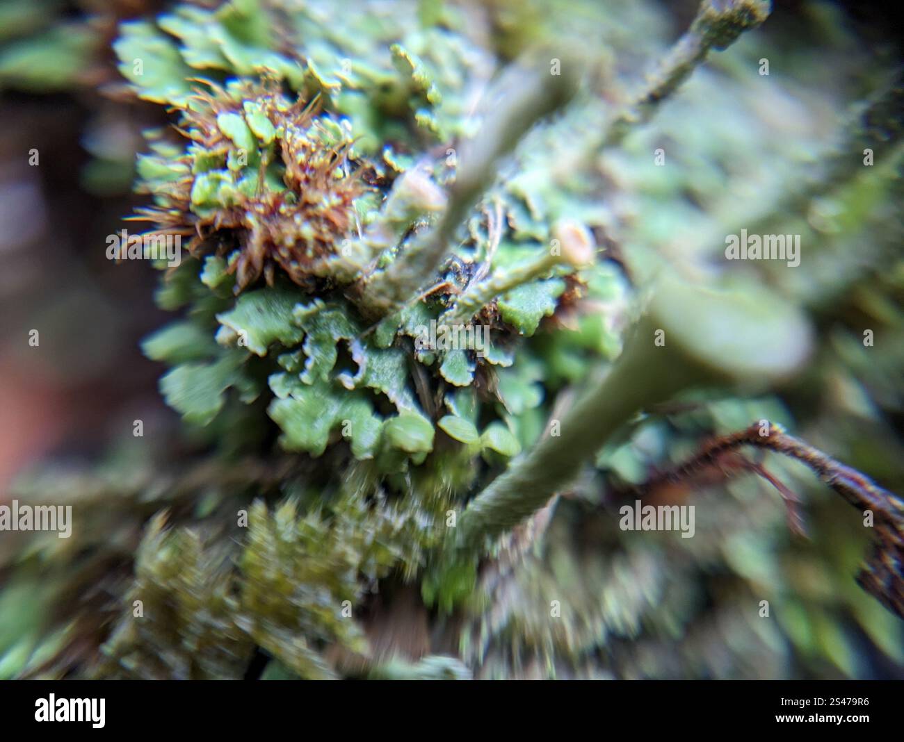 Mealy Pixie Cup (Cladonia chlorophaea Stock Photo - Alamy