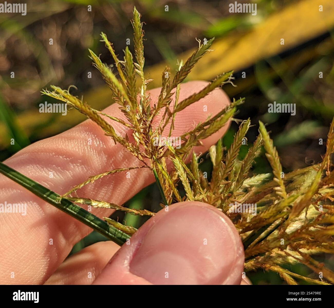 Bunchy flat-sedge (Cyperus polystachyos Stock Photo - Alamy