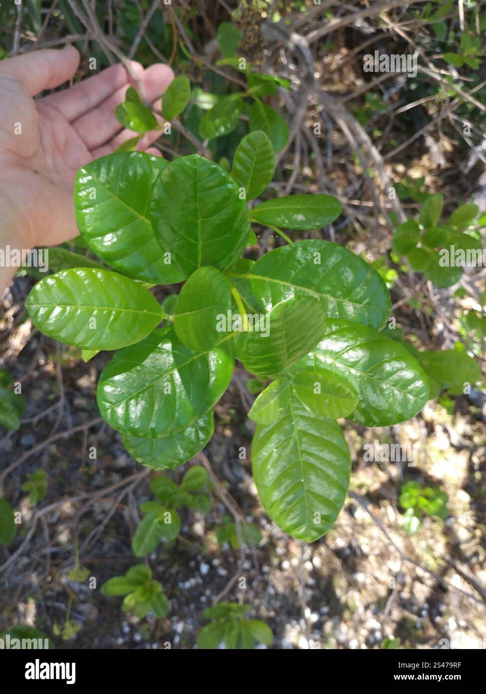 bay-leaved caper (Cynophalla flexuosa Stock Photo - Alamy