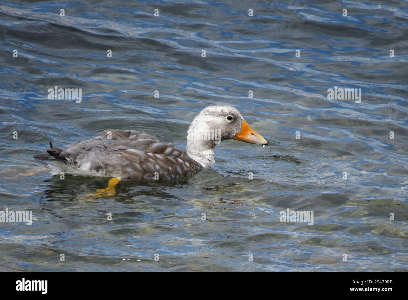 Flying Steamer Duck (Tachyeres patachonicus Stock Photo - Alamy