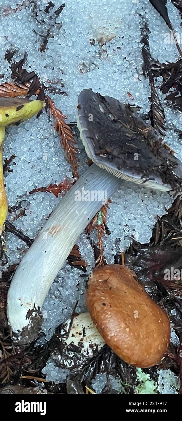 Midnight Entoloma (Entoloma medianox Stock Photo - Alamy