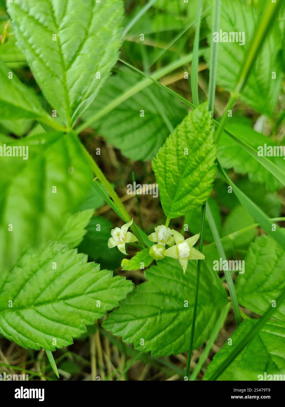 Stone Bramble (Rubus saxatilis Stock Photo - Alamy