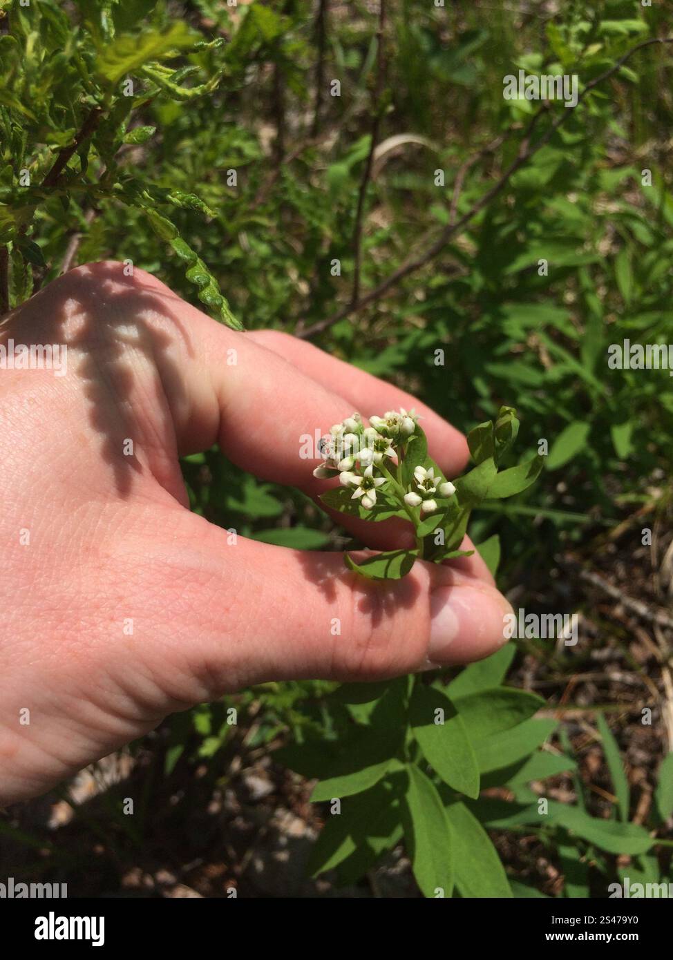 bastard toadflax (Comandra umbellata Stock Photo - Alamy
