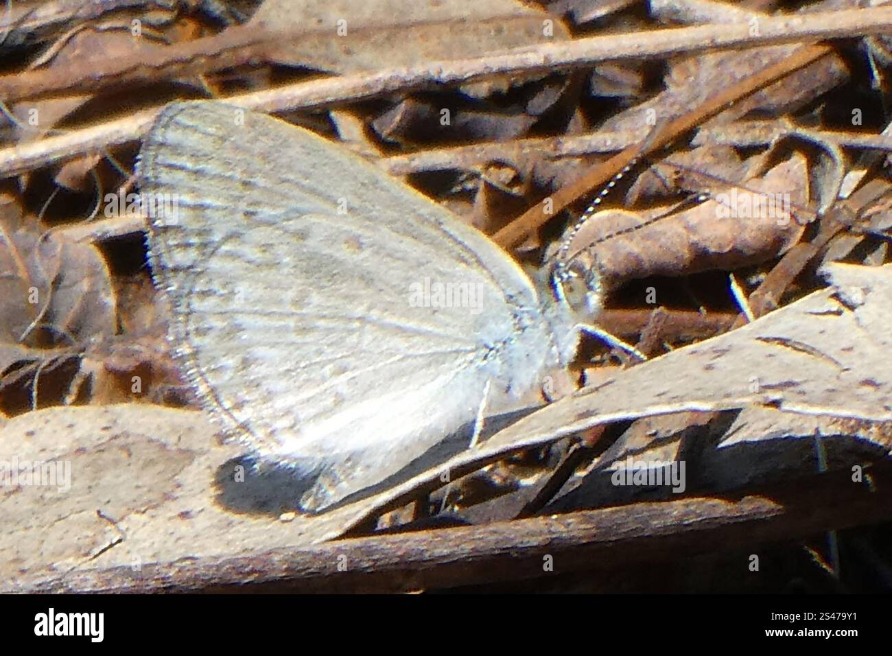 Common Grass-blue (Zizina otis labradus Stock Photo - Alamy