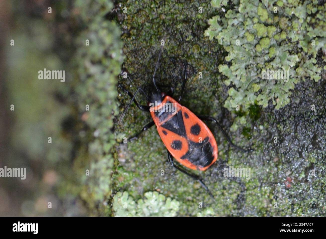 European Firebug (Pyrrhocoris apterus Stock Photo - Alamy