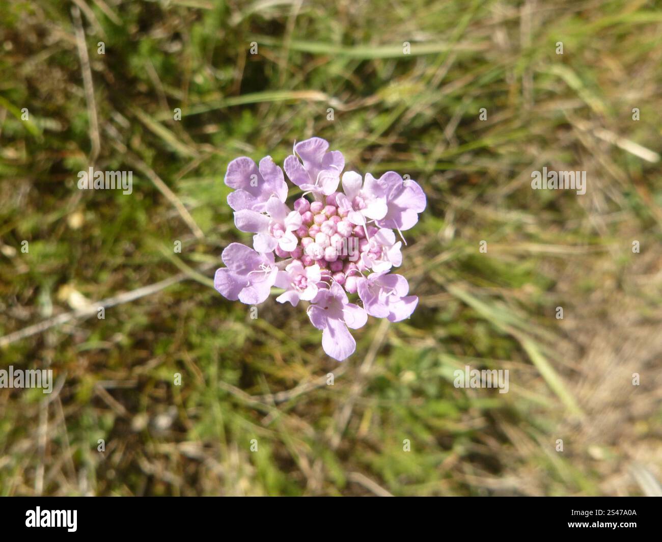 Small Scabious (Scabiosa columbaria Stock Photo - Alamy