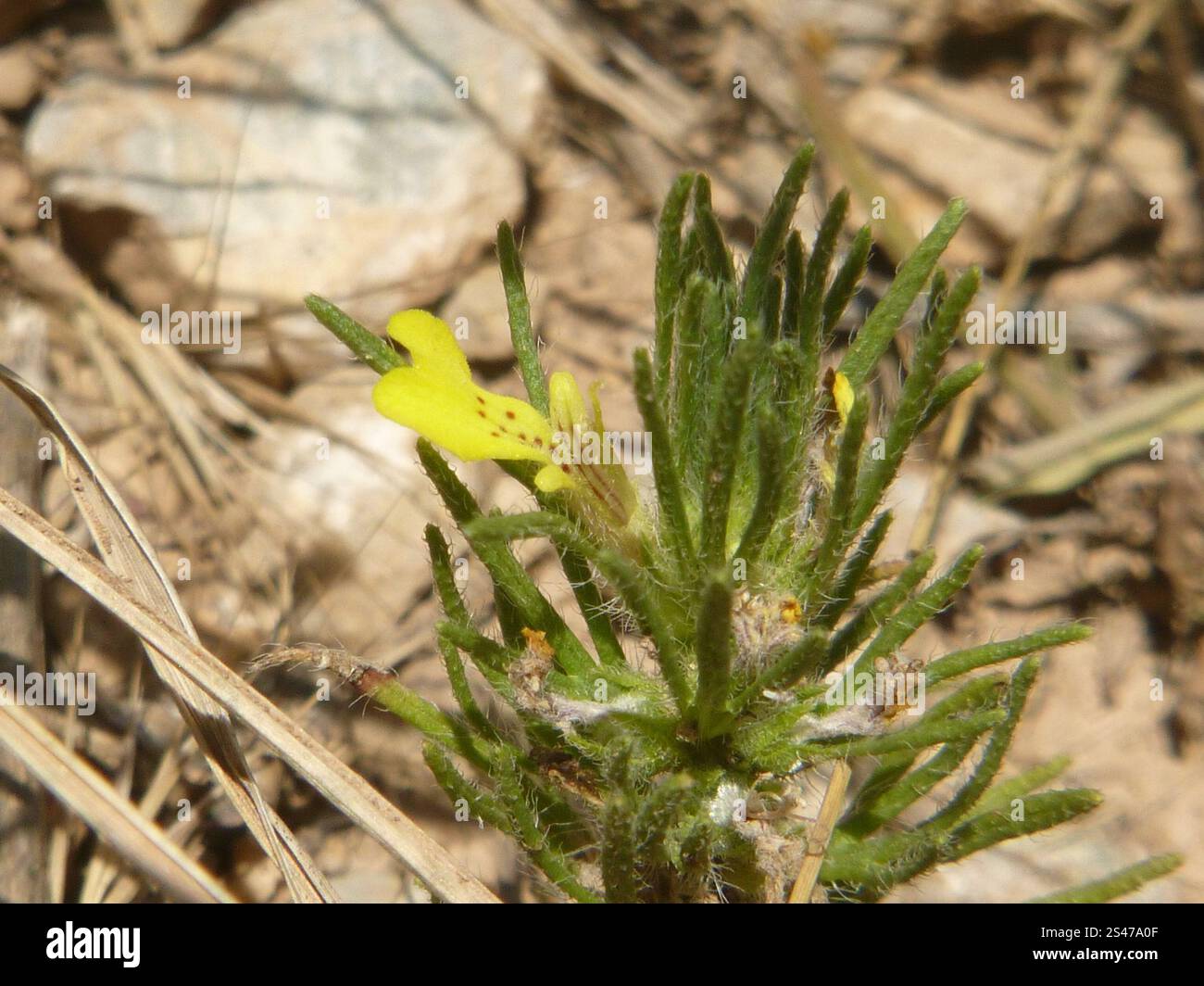 Ground-pine (Ajuga chamaepitys Stock Photo - Alamy