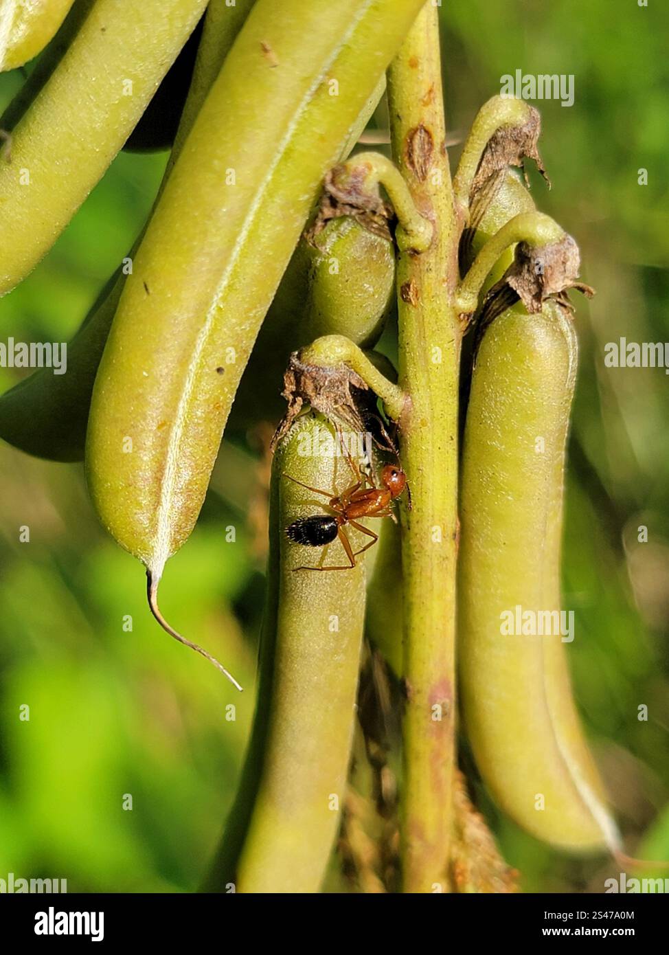 Florida Carpenter Ant (Camponotus floridanus Stock Photo - Alamy