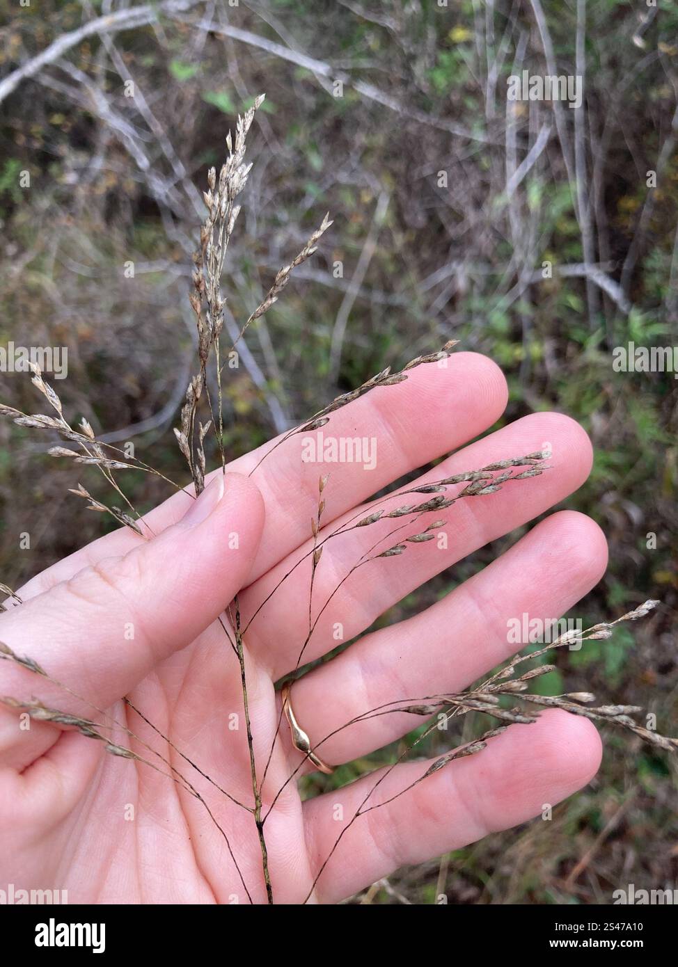 purpletop tridens (Tridens flavus Stock Photo - Alamy