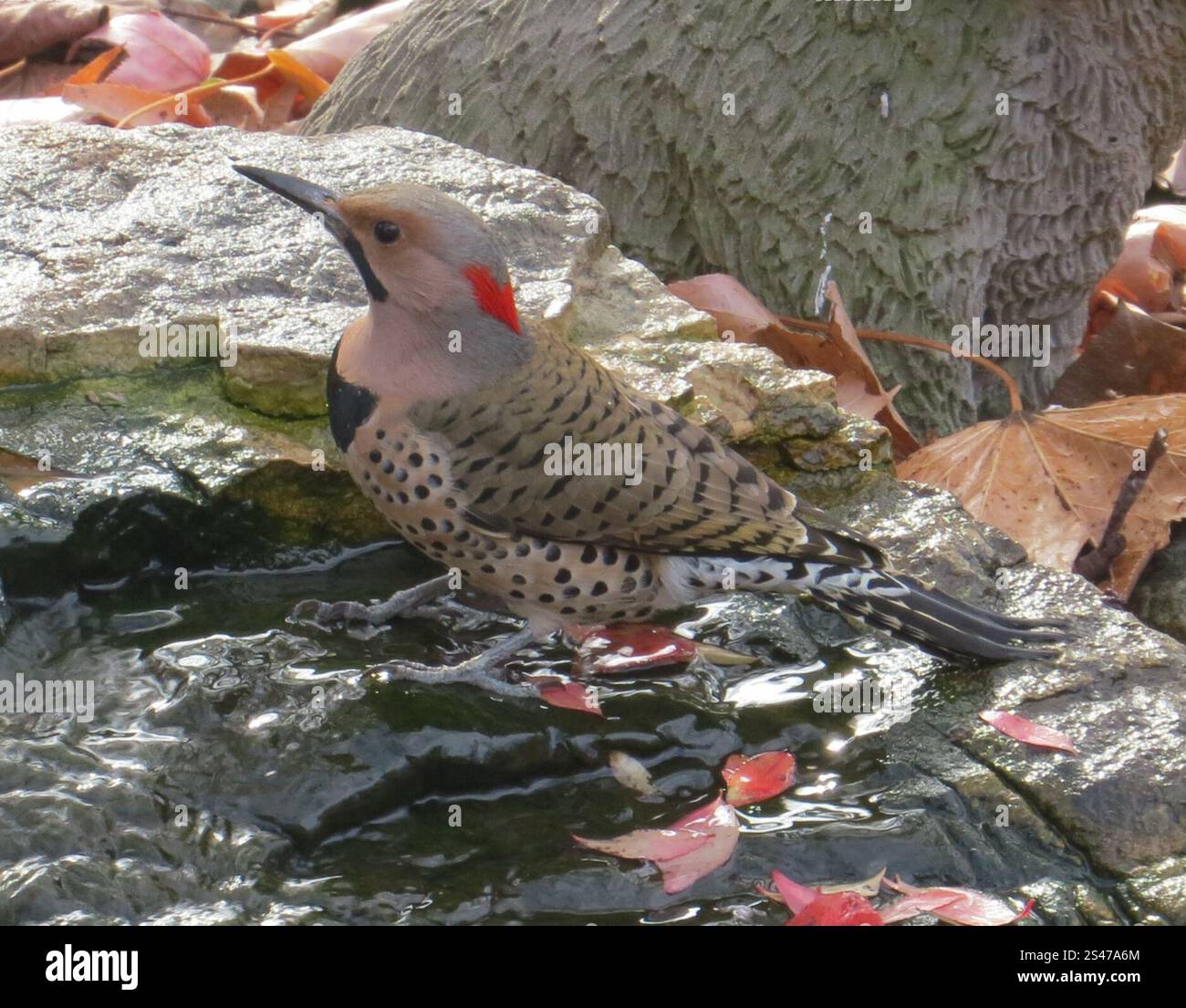 Northern Flicker (Colaptes auratus Stock Photo - Alamy