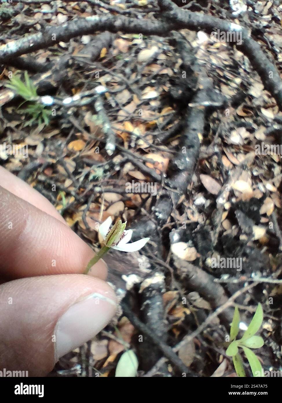 Green Column Caladenia (Caladenia chlorostyla Stock Photo - Alamy