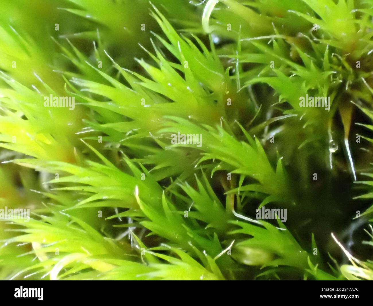 Heath Star-moss (Campylopus introflexus Stock Photo - Alamy
