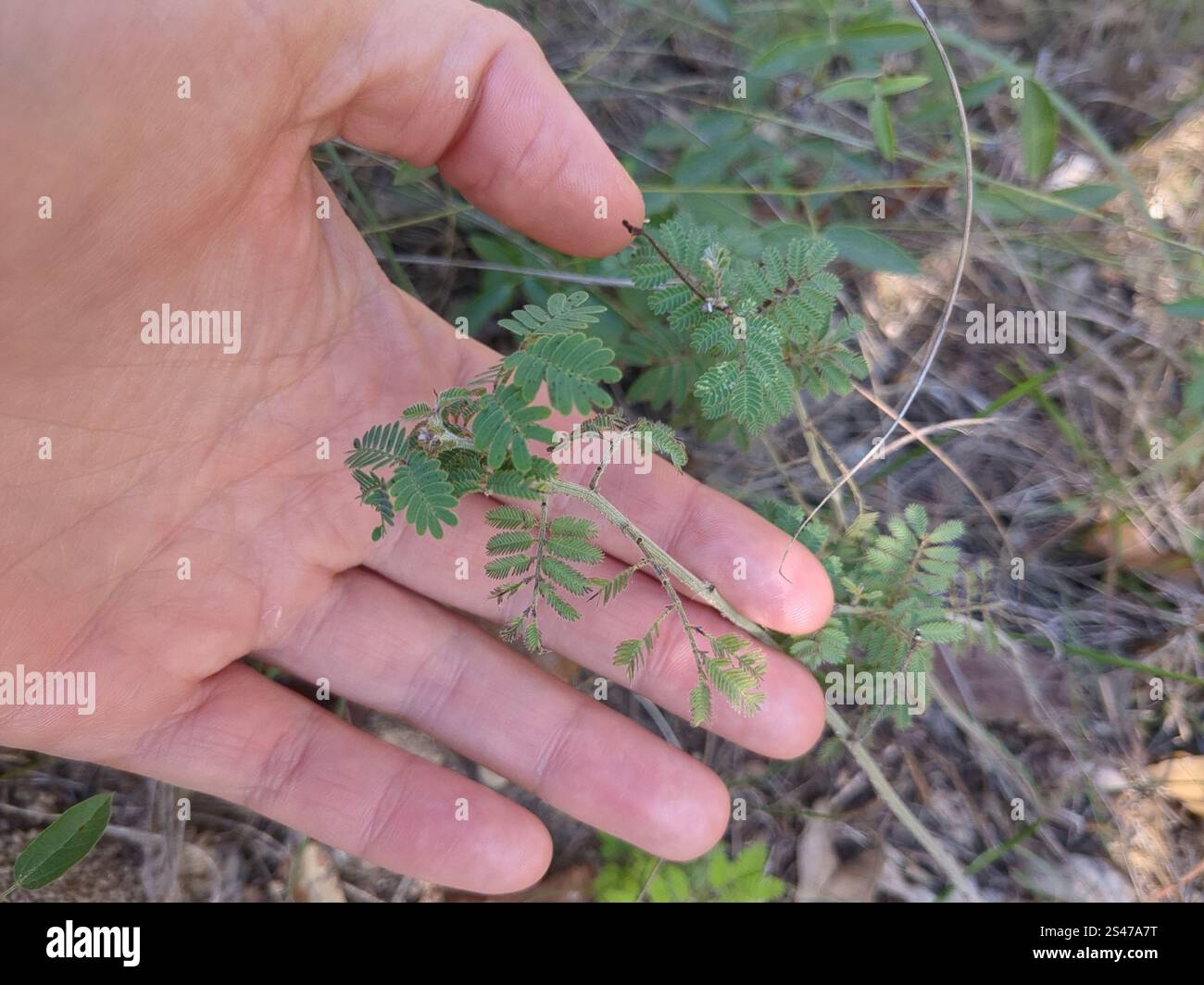 Velvet Bundleflower (Desmanthus velutinus Stock Photo - Alamy