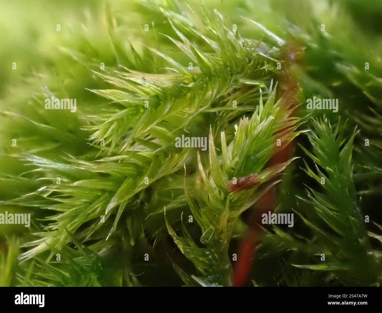 Silky Wall Feather-moss (Homalothecium sericeum Stock Photo - Alamy