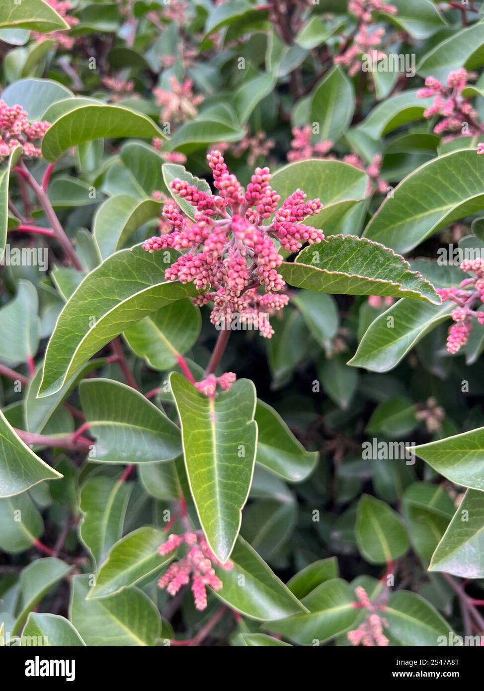 sugar bush (Rhus ovata Stock Photo - Alamy