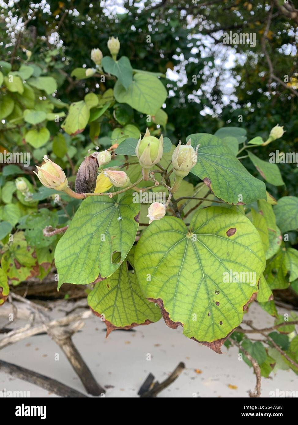 sea hibiscus (Hibiscus tiliaceus Stock Photo - Alamy