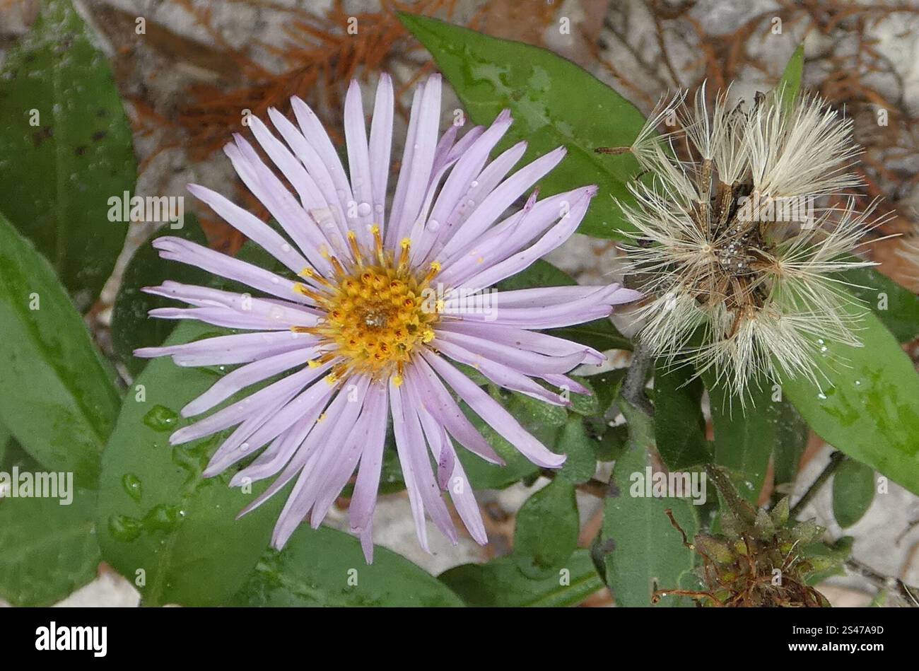 Climbing Aster (Ampelaster carolinianus Stock Photo - Alamy
